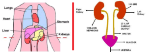 Kidney Function – Sapiens Health Foundation
